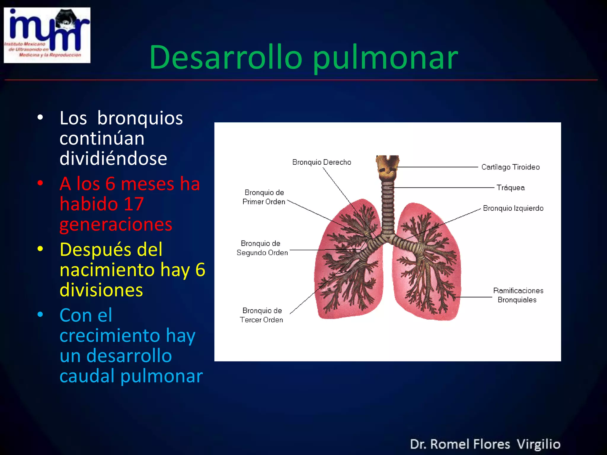 Evaluacion del torax fetal por ultrasonido. dr. romel flores | PDF ...
