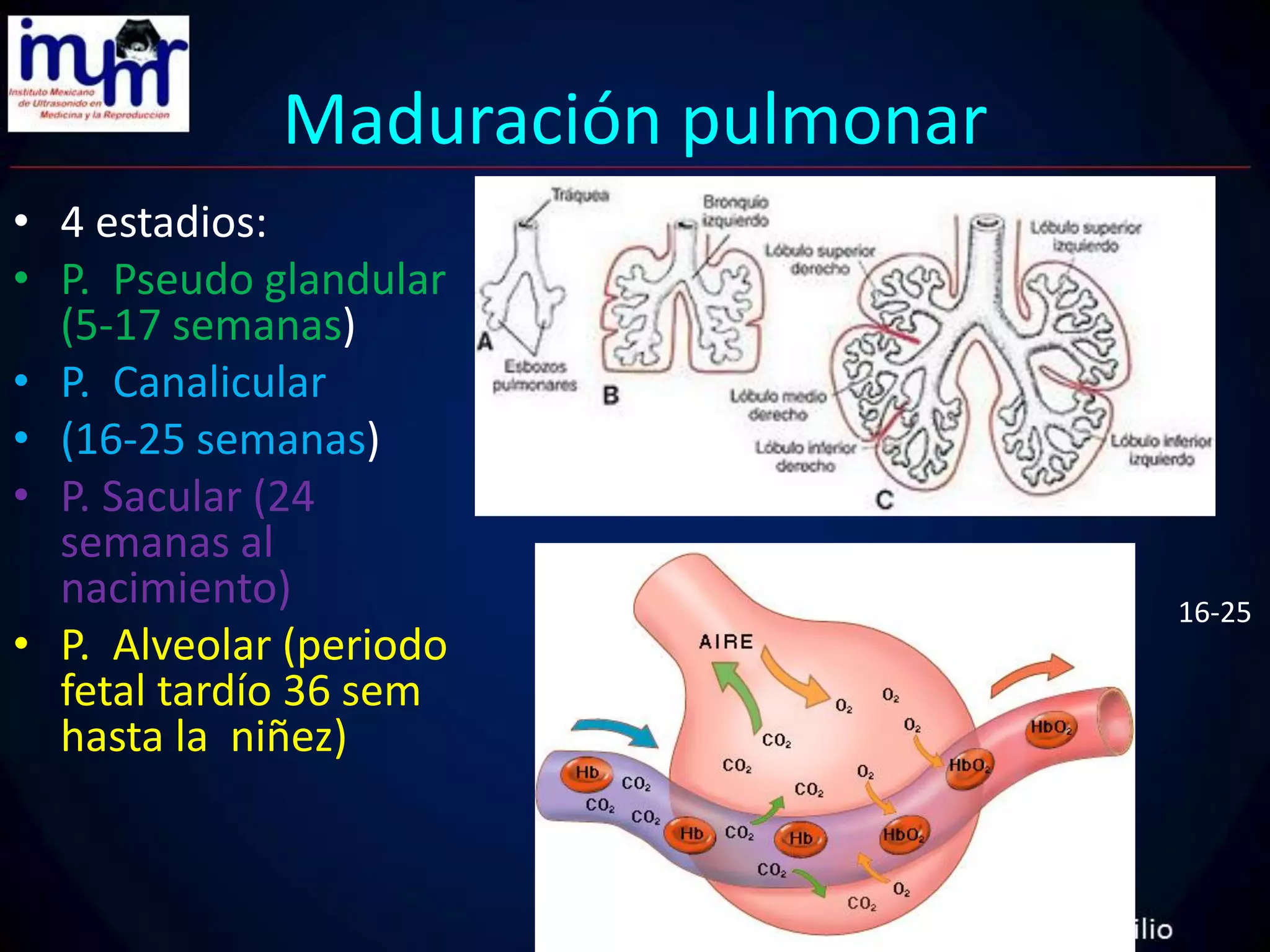Evaluacion del torax fetal por ultrasonido. dr. romel flores | PPT