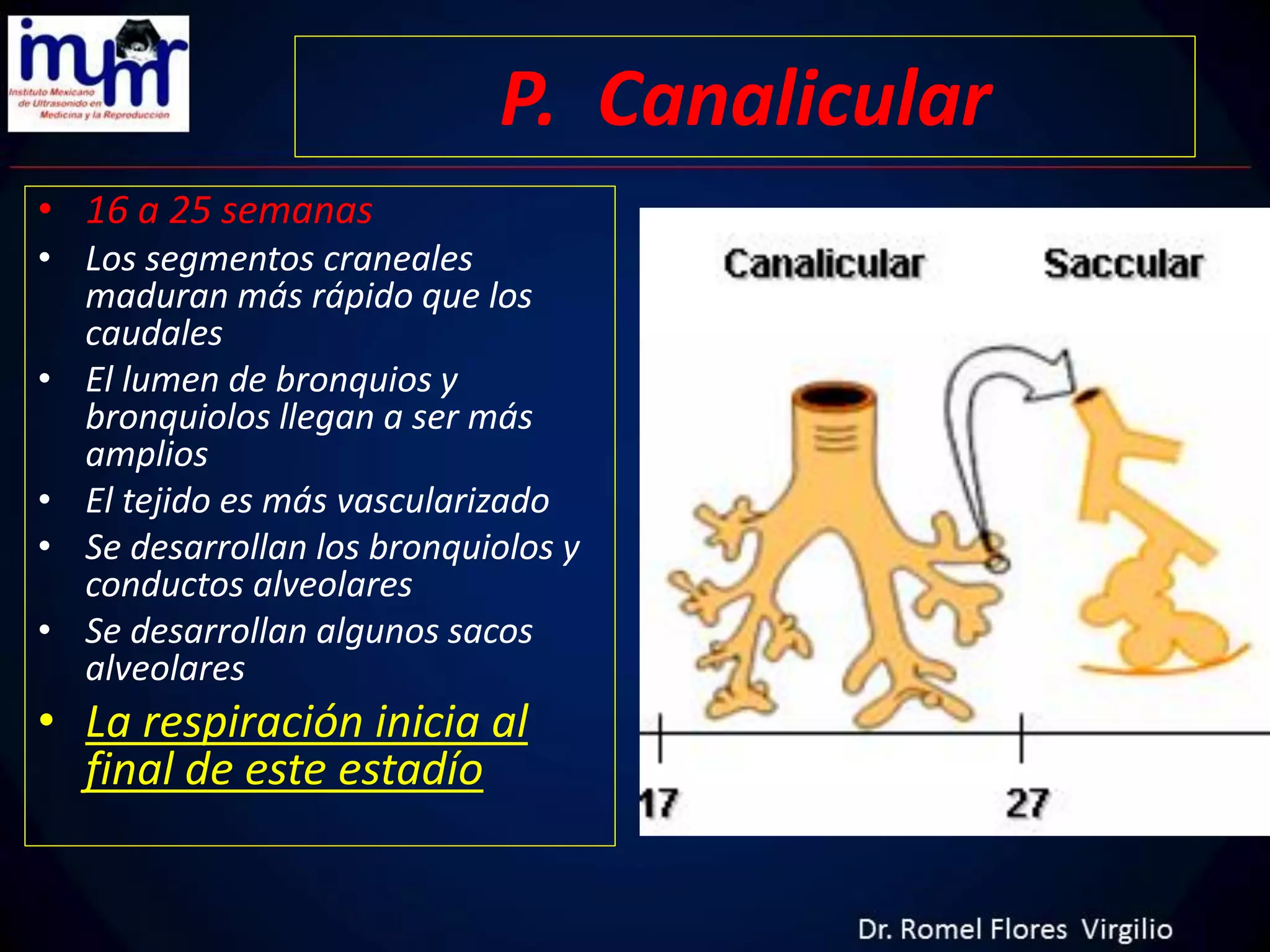 Evaluacion del torax fetal por ultrasonido. dr. romel flores | PDF ...