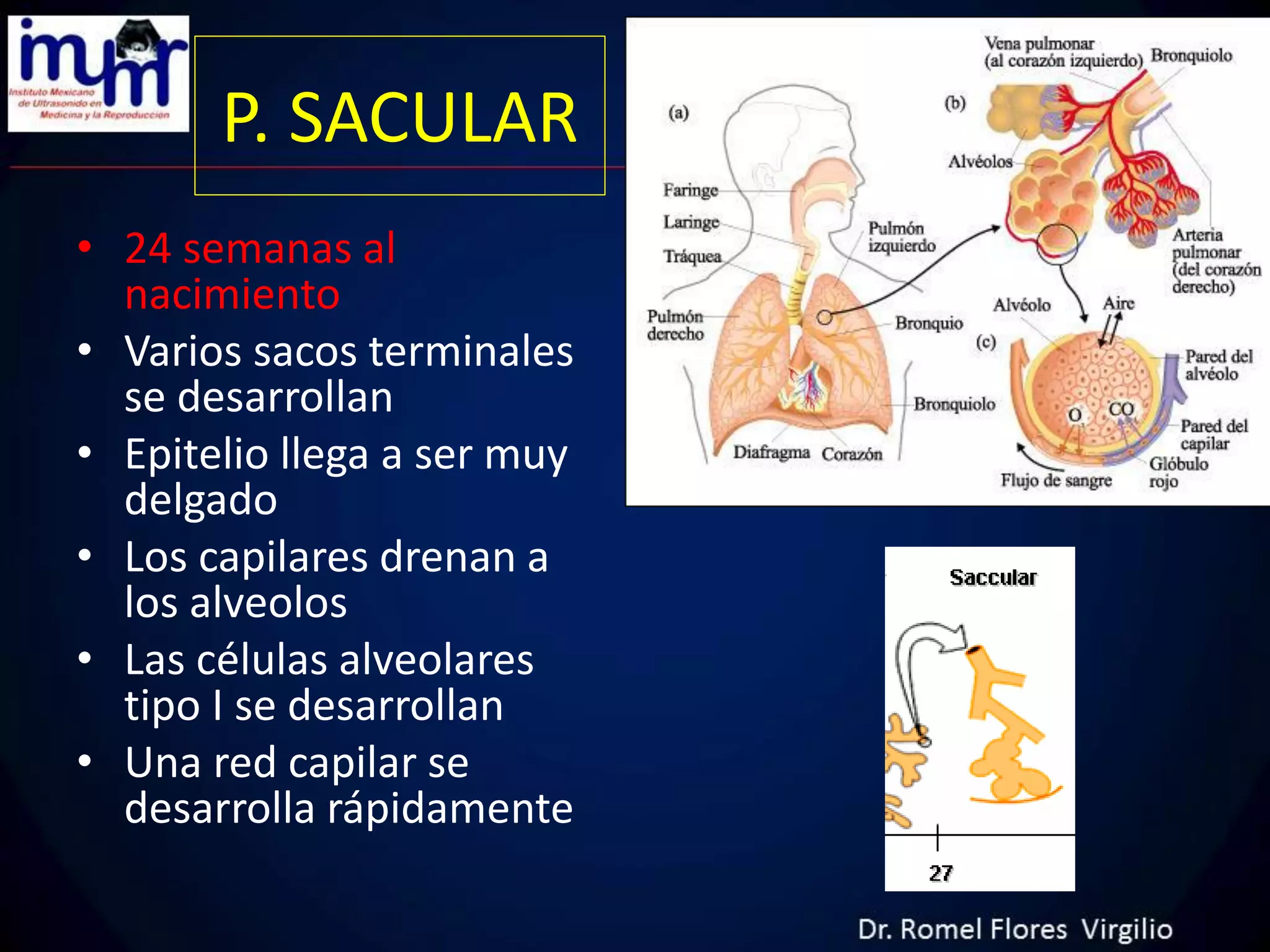 Evaluacion del torax fetal por ultrasonido. dr. romel flores | PDF ...