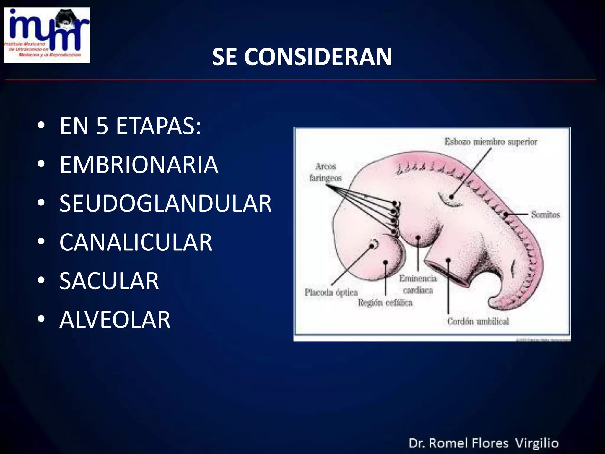 Evaluacion del torax fetal por ultrasonido. dr. romel flores | PDF ...