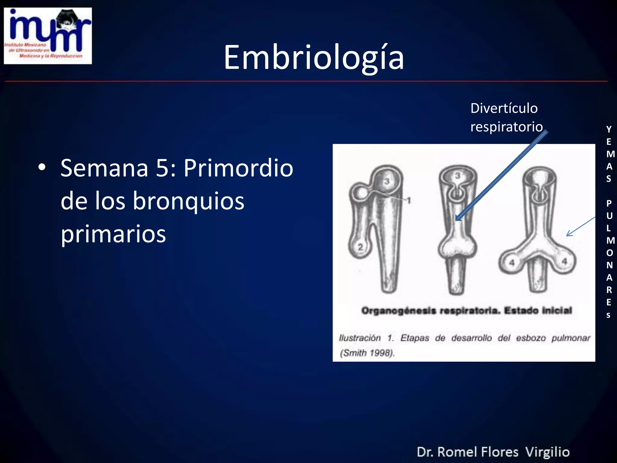 Evaluacion del torax fetal por ultrasonido. dr. romel flores | PDF ...