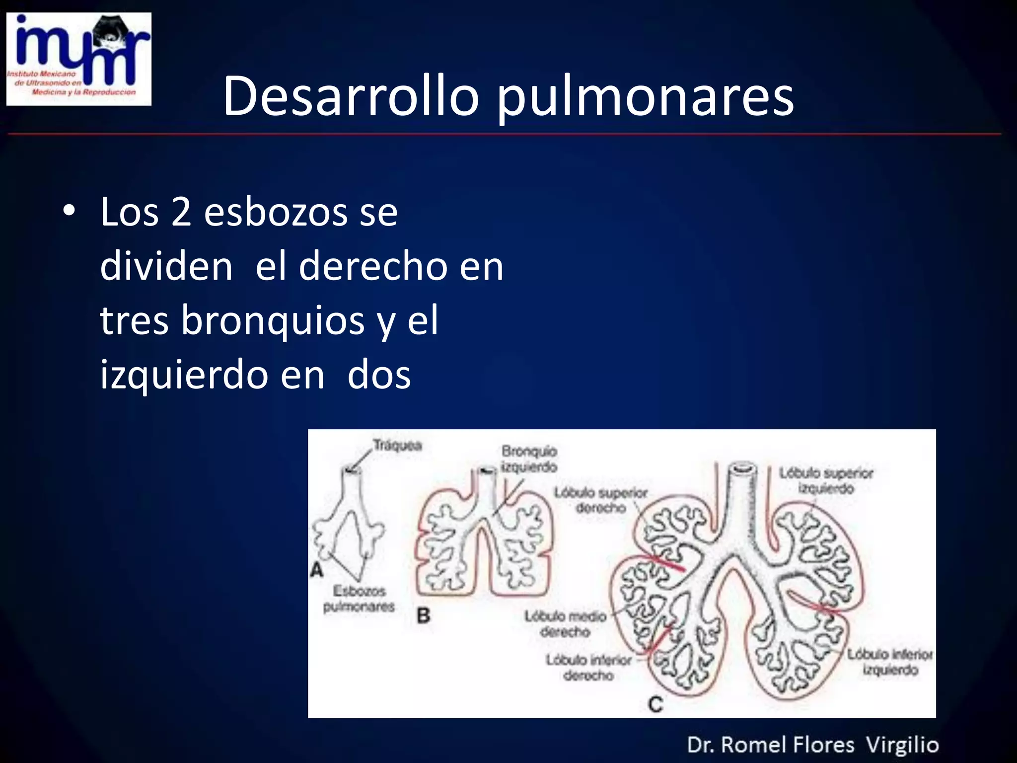 Evaluacion del torax fetal por ultrasonido. dr. romel flores | PDF ...