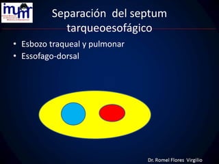 Evaluacion del torax fetal por ultrasonido. dr. romel flores | PDF