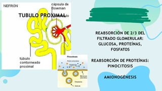 evaluacion de patología renal ANGEL OROPEZA.pptx