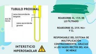 evaluacion de patología renal ANGEL OROPEZA.pptx