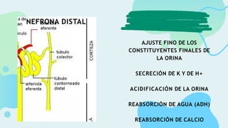 evaluacion de patología renal ANGEL OROPEZA.pptx
