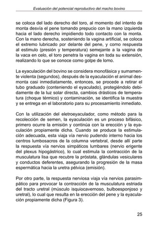 Evaluacion potencial reproductivo macho bovino (ven) | PDF