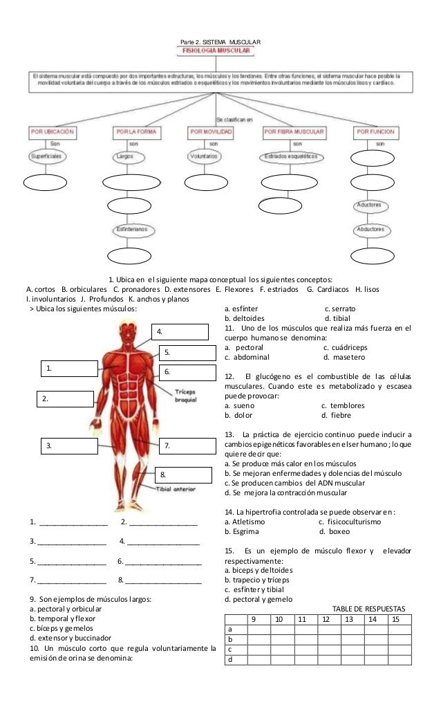 Evaluacion sistema muscular