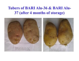 Field Evaluation of Five BARI Potato Varieties | PDF