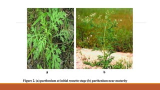 Evaluation of allelopathic activity of parthenium on narrow leaf weeds ...