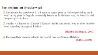 Evaluation of allelopathic activity of parthenium on narrow leaf weeds ...