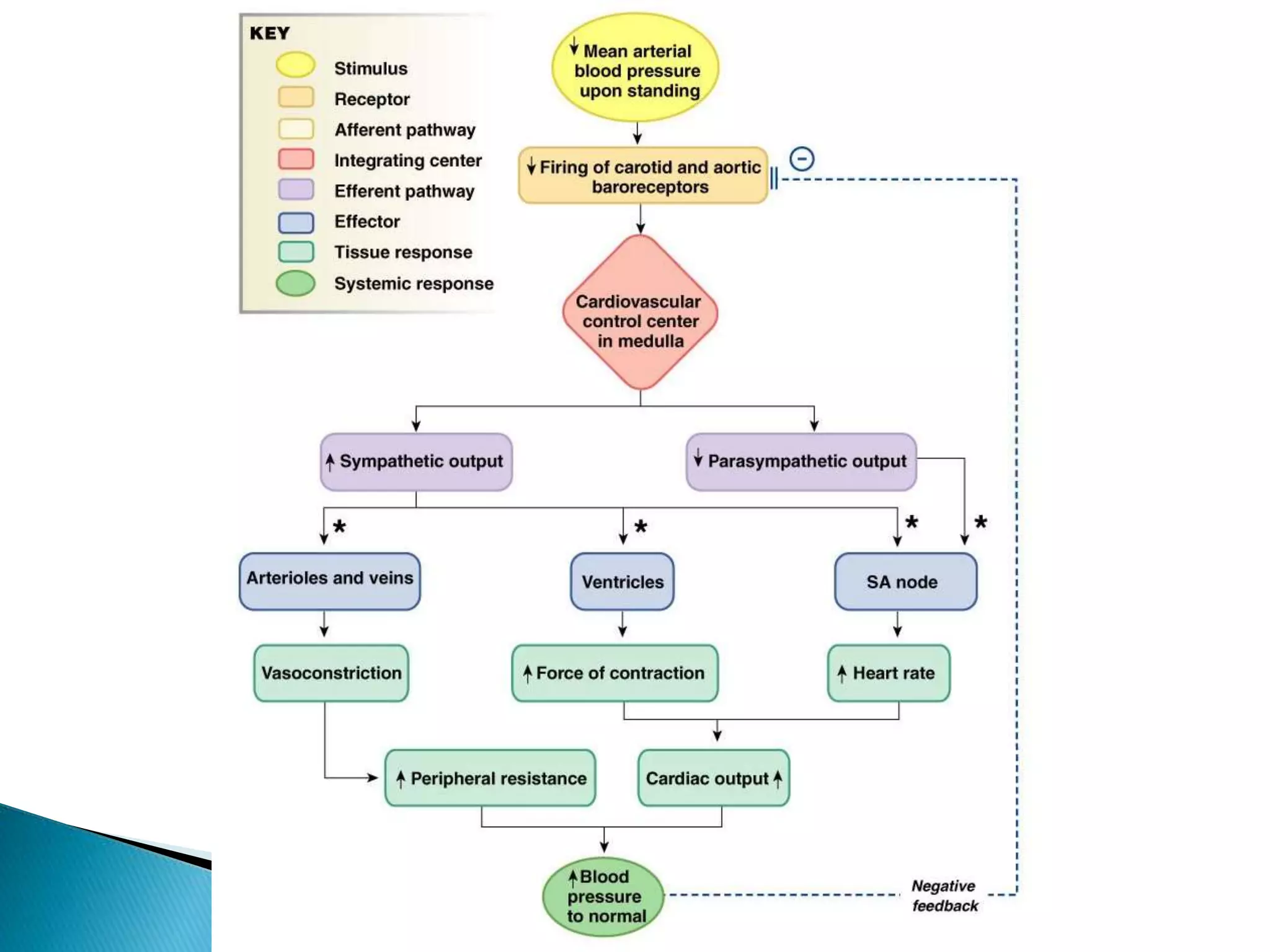 Evaluation Of Autonomic Nervous System Pptx