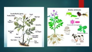 Biotic stress resistance evaluation.pdf