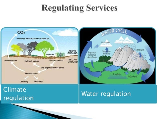 Evaluation of ecosystem services