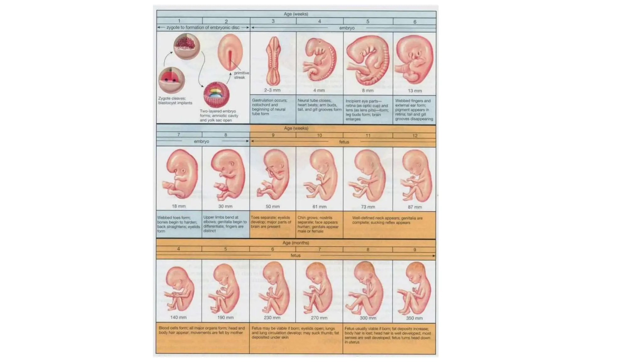evaluation of fetal anatomy in 1st trimester.pptx