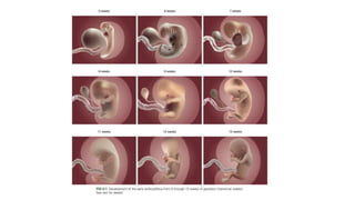 evaluation of fetal anatomy in 1st trimester.pptx