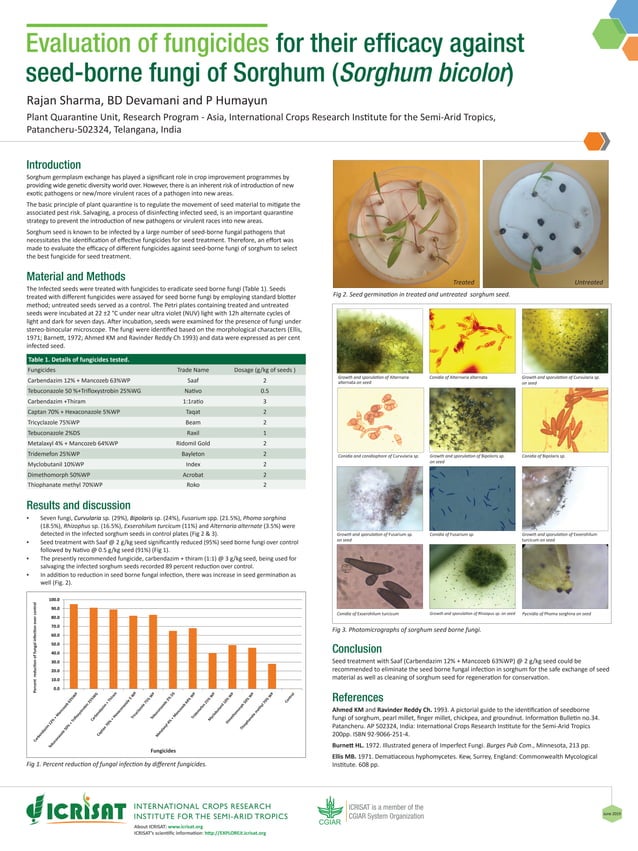Evaluation of fungicides for their efficacy against seed-borne fungi of ...