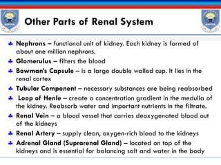 Evaluation of kidney function | PDF