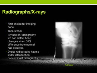 Evaluation of lameness in horses | PPTX