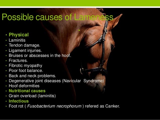 Evaluation of lameness in horses
