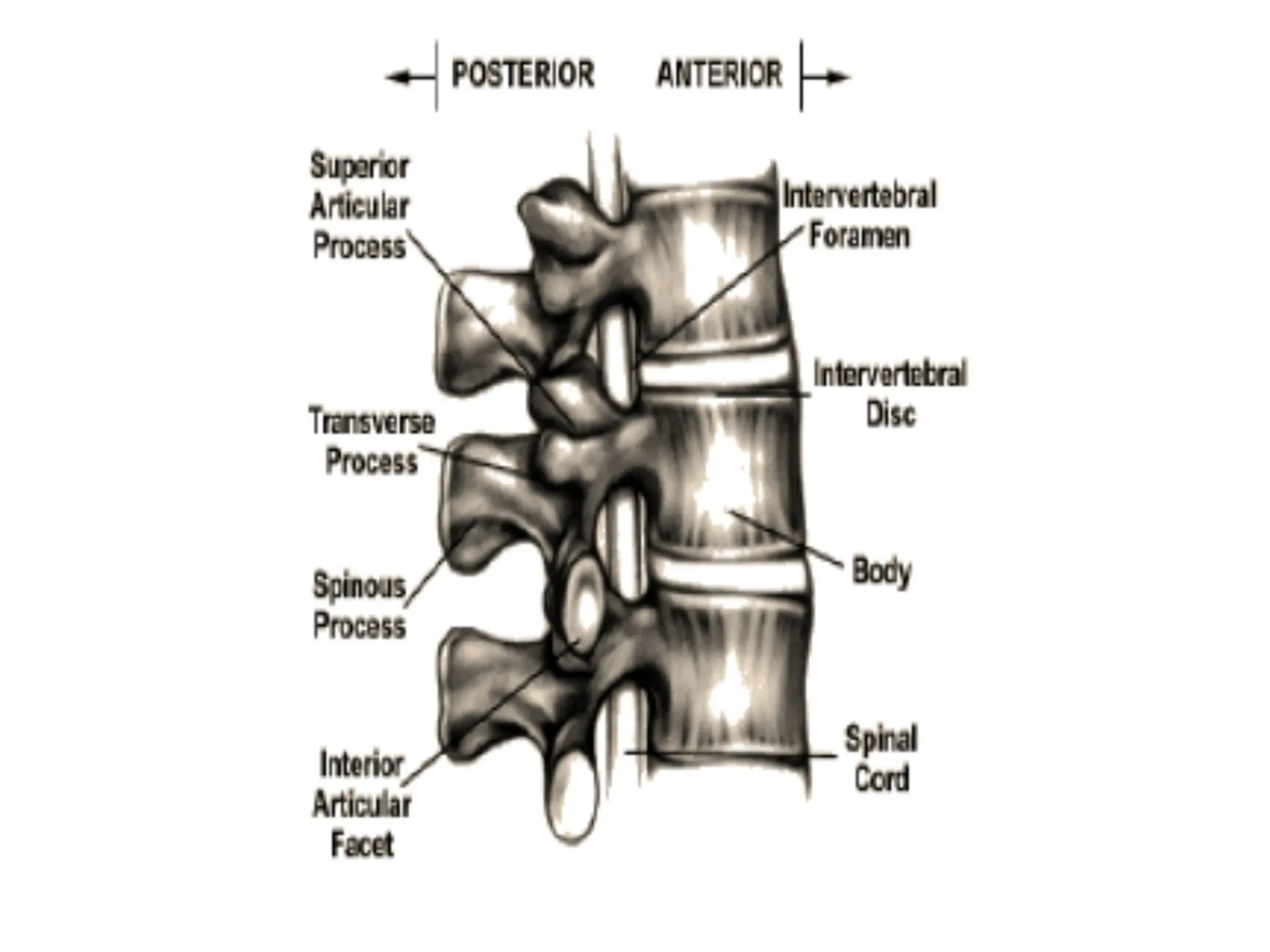 Evaluation of Low Back Pain (Ray)Evaluation of Low Back PainEvaluation ...