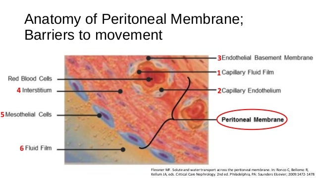 Evaluation of peritoneal membrane