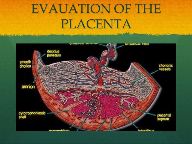 Radiological evaluation of the Placenta