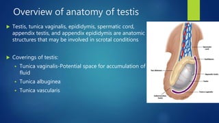 Evaluation of scortal mass | PPTX | Infertility | Reproductive Health