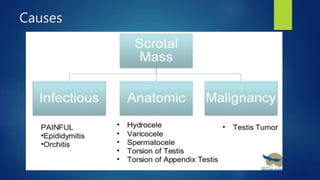 Evaluation of scortal mass | PPTX | Infertility | Reproductive Health