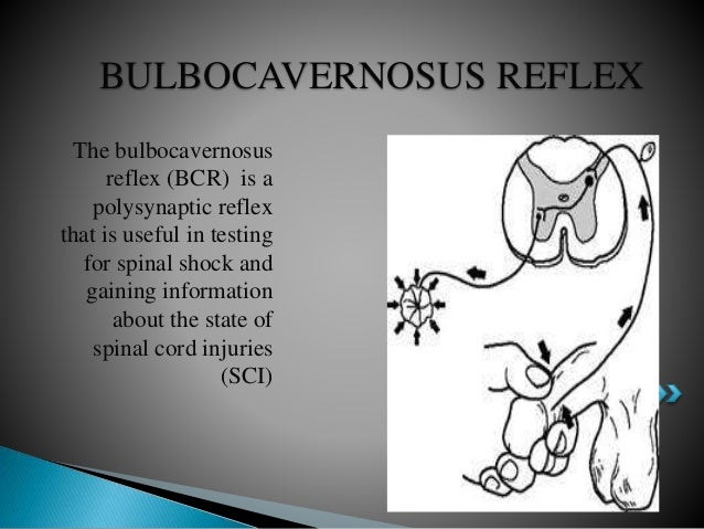 Bulbocavernosus Reflex