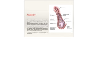 EVALUATION OF TESTICULAR PAIN.pdf
