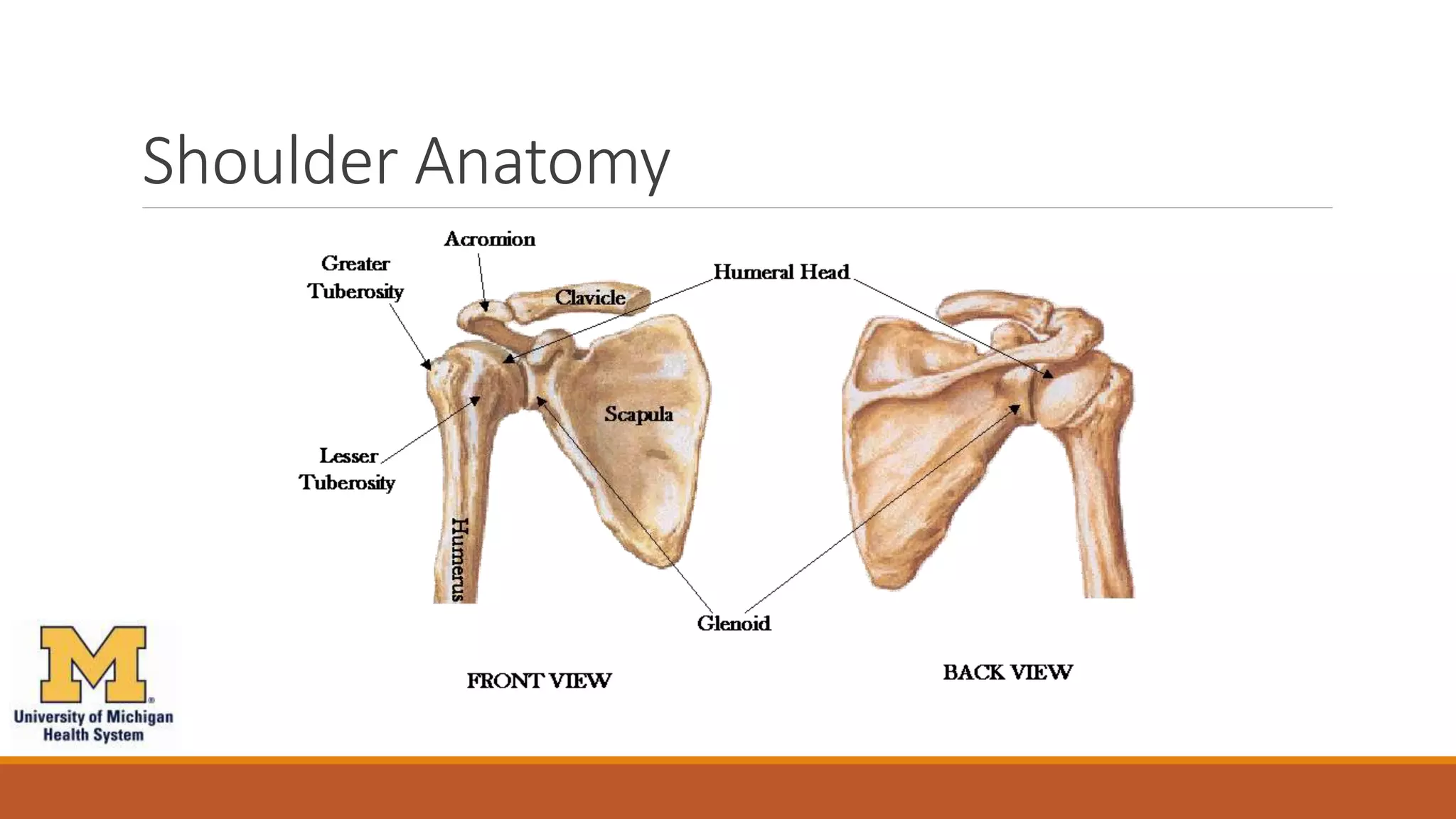 Evaluation of the Painful Shoulder Jacklyn Lindsay Quade_0.ppt