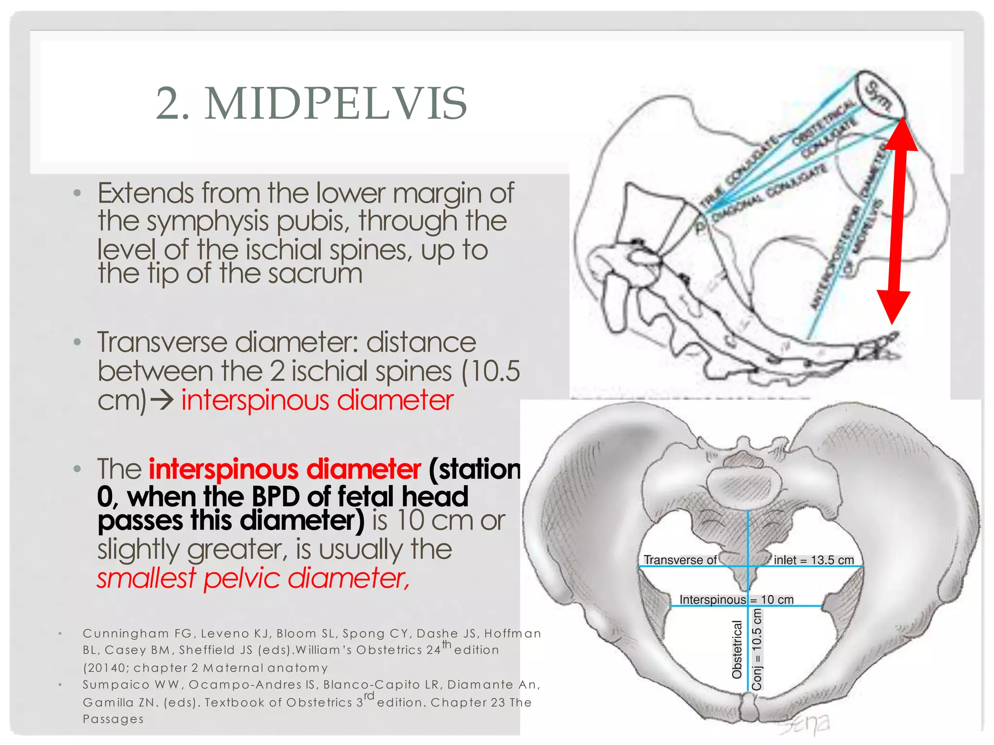 Evaluation of the pelvis | PDF