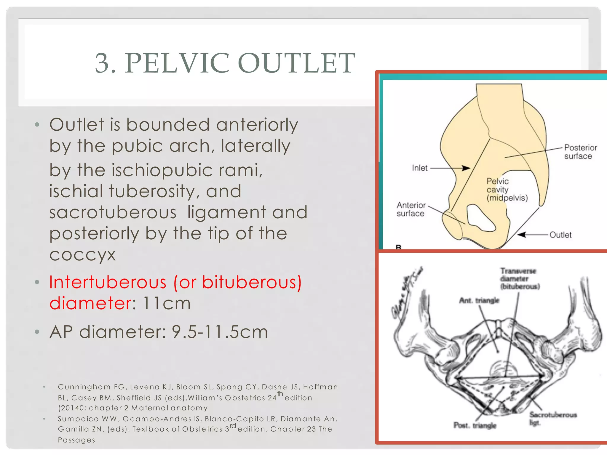 Evaluation of the pelvis | PDF