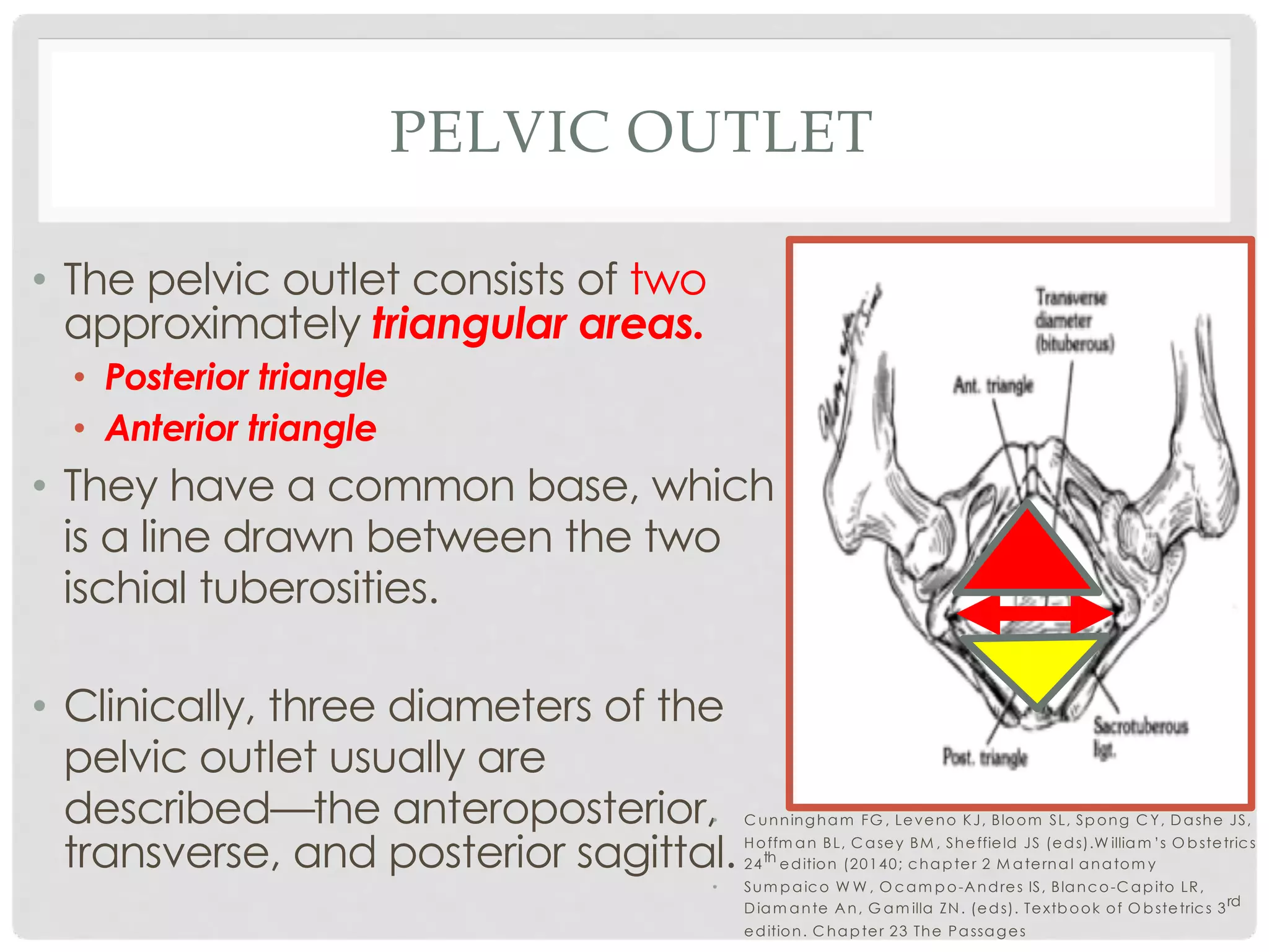Evaluation of the pelvis | PDF