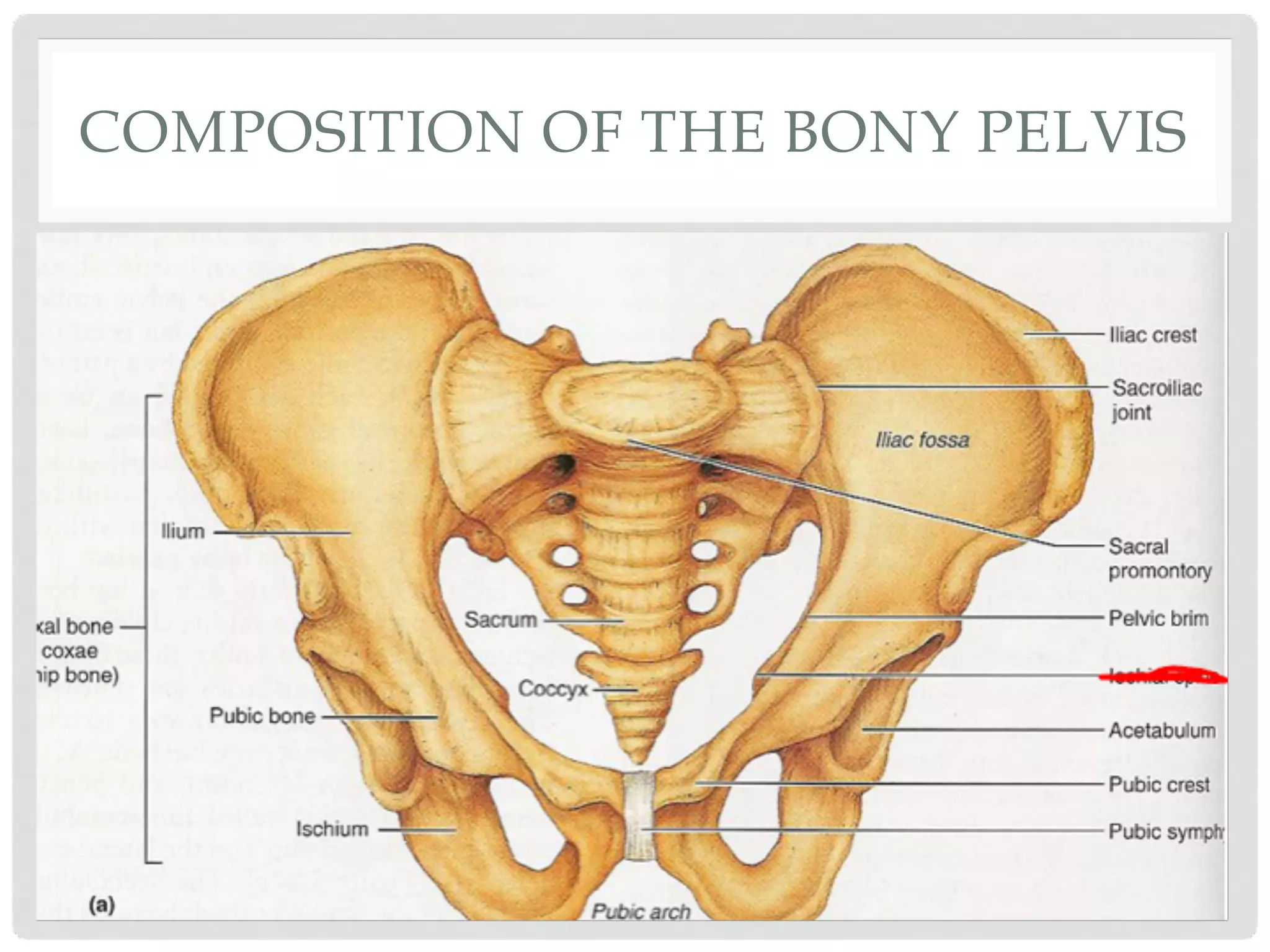 Evaluation of the pelvis | PDF