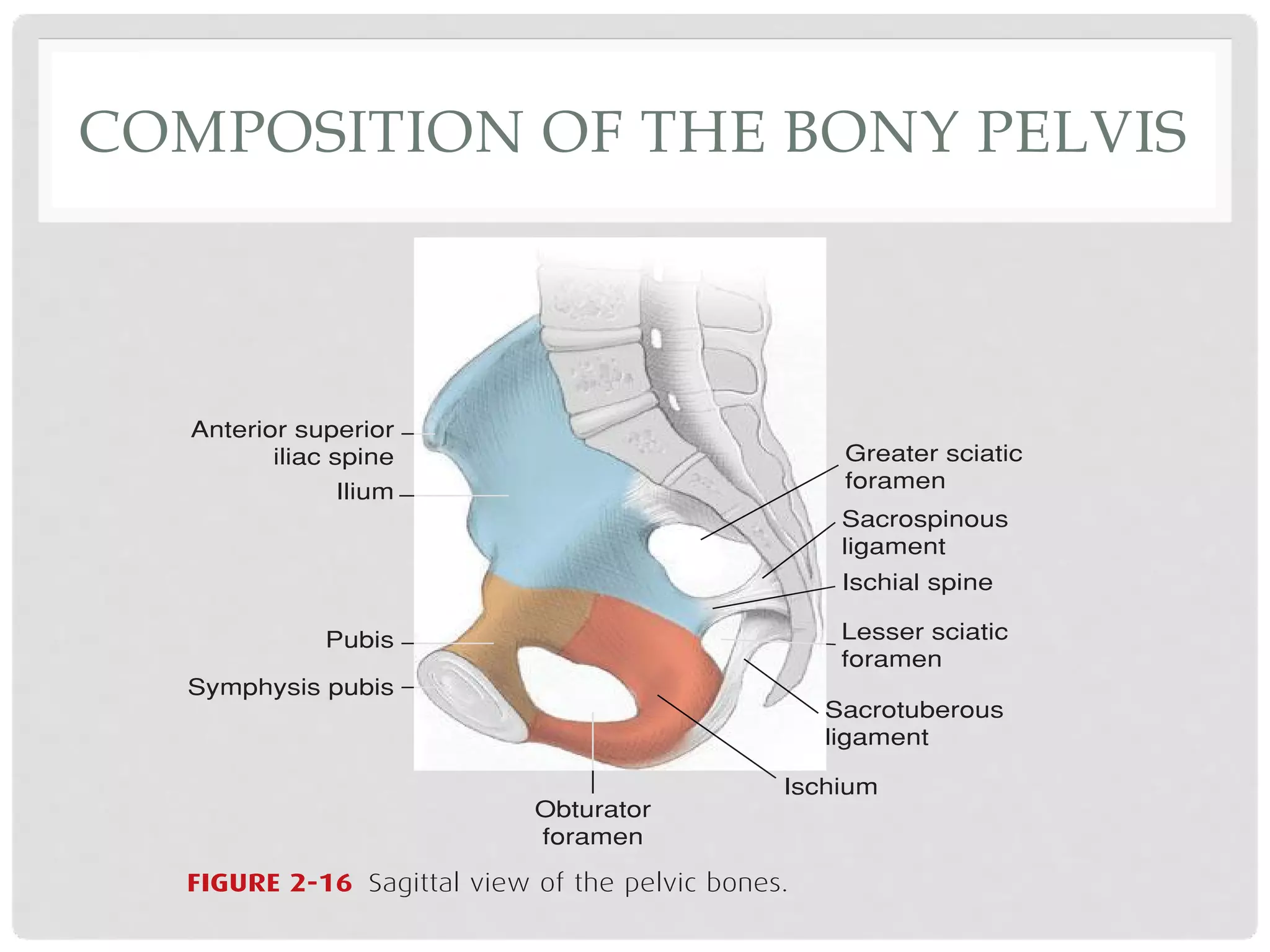 Evaluation of the pelvis | PDF