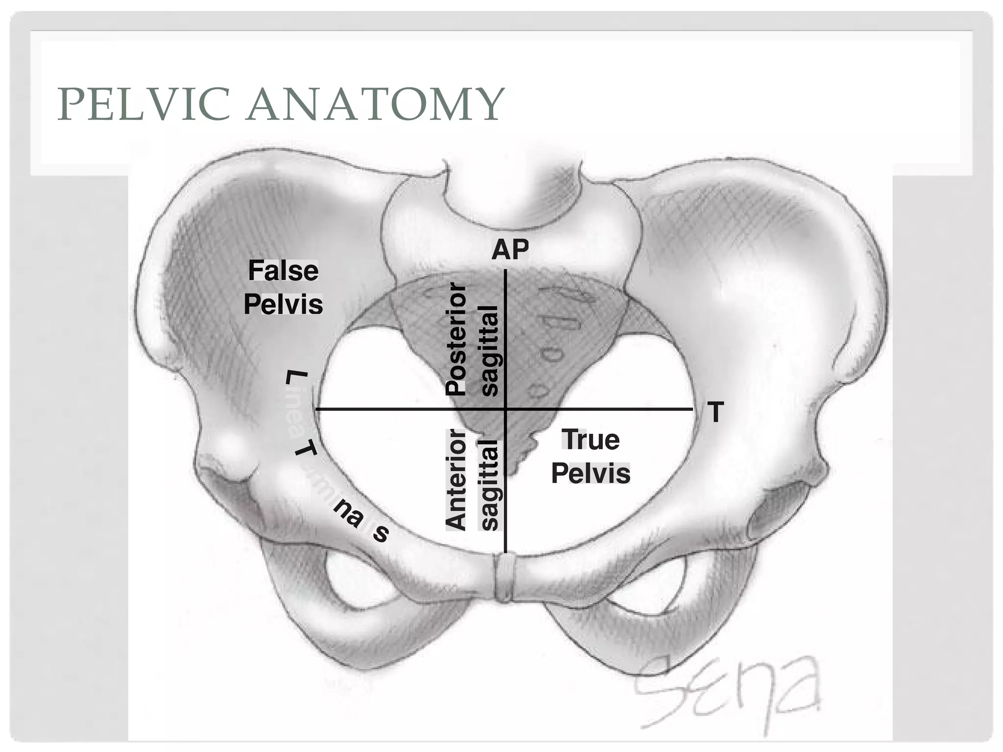 Evaluation of the pelvis | PDF