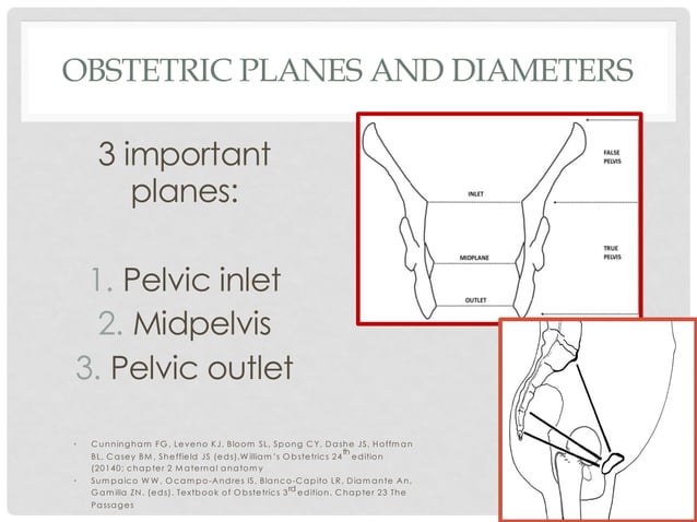 Evaluation of the pelvis | PDF | Pregnancy | Reproductive Health