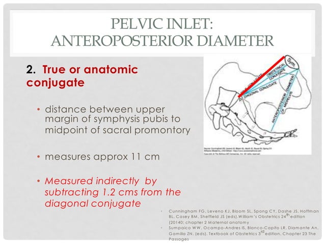Evaluation of the pelvis | PDF | Pregnancy | Reproductive Health