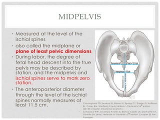 Evaluation of the pelvis | PDF