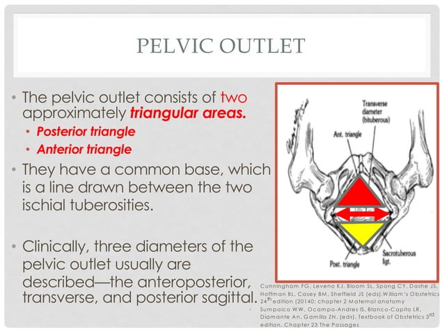 Evaluation of the pelvis | PDF | Pregnancy | Reproductive Health