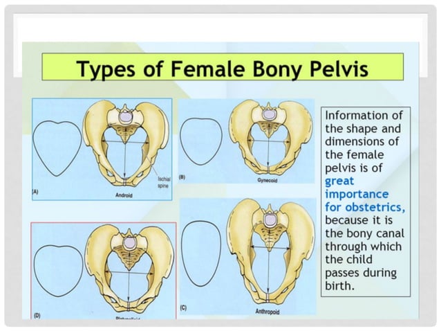 Evaluation of the pelvis | PDF | Pregnancy | Reproductive Health