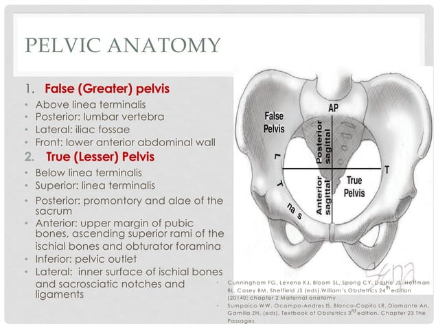 Evaluation of the pelvis | PDF | Pregnancy | Reproductive Health