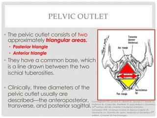 Evaluation of the pelvis | PPT