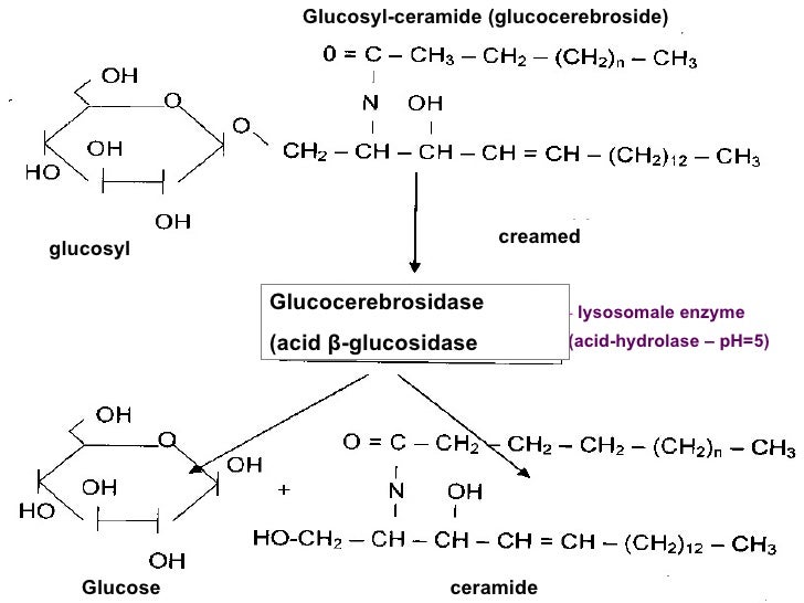 Evaluation Of Type 1 Gaucher Disease Patients Treated Ith Imiglucerase