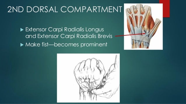 PS SESSION : ELBOW WRIST AND HAND EXAMINATION PART 2