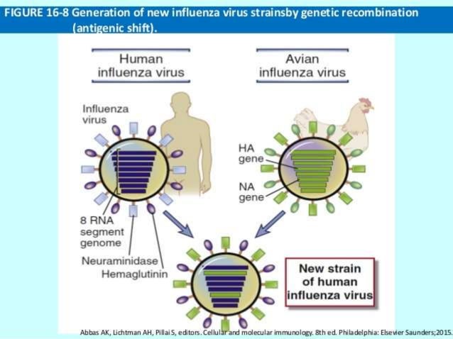 Evasion Mechanism By Virus | PPTX | Biological Sciences | Science