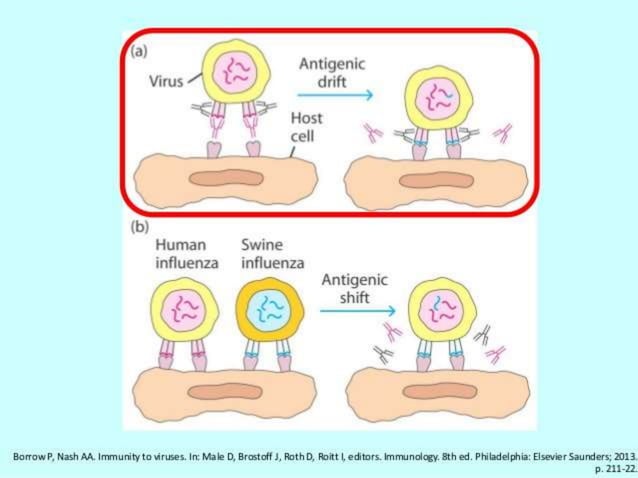 Evasion Mechanism By Virus | PPTX | Biological Sciences | Science